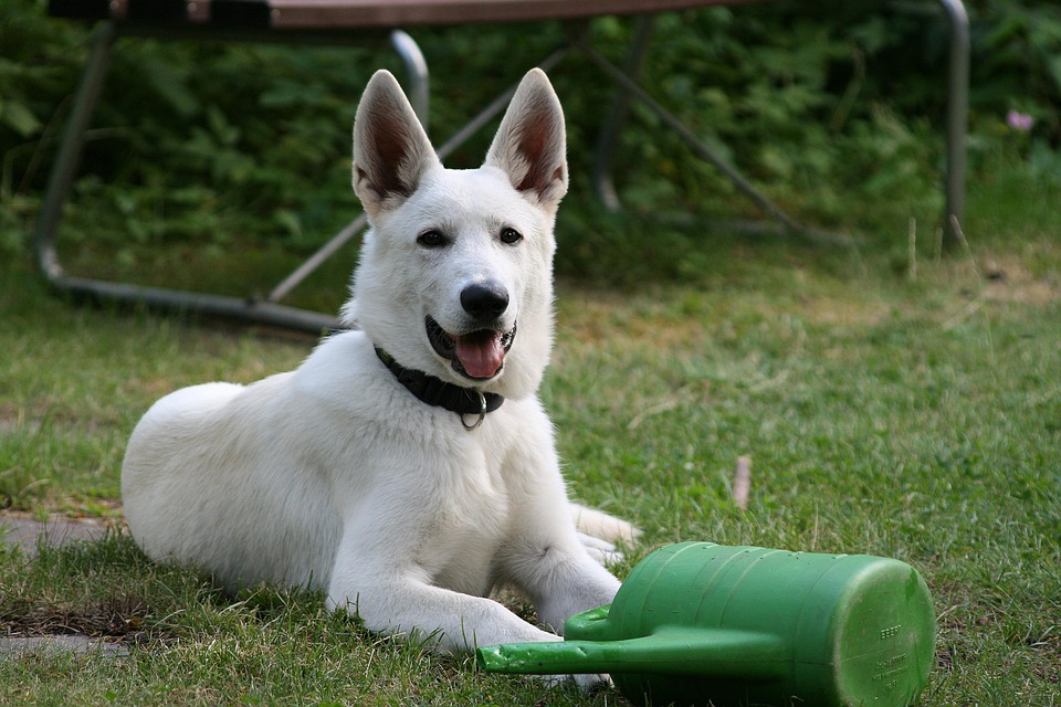 Gratis foto: Hundar, Hund, Vit Herde - Gratis bild på Pixabay - 251041 Gratis foto: Hundar, Hund, Vit Herde - Gratis bild på Pixabay - 251041