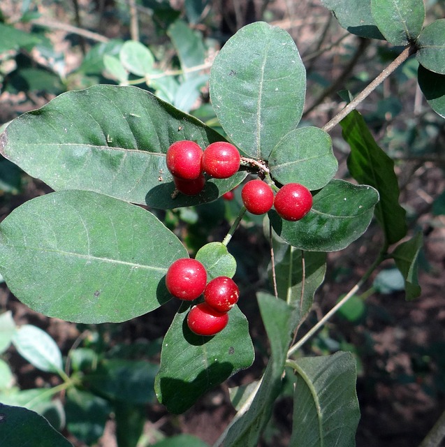 Indian Snakeroot Sarpagandha - Free photo on Pixabay