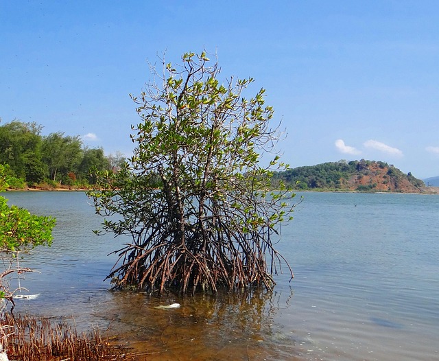 Mangroves Tidal Forest Creek - Free photo on Pixabay