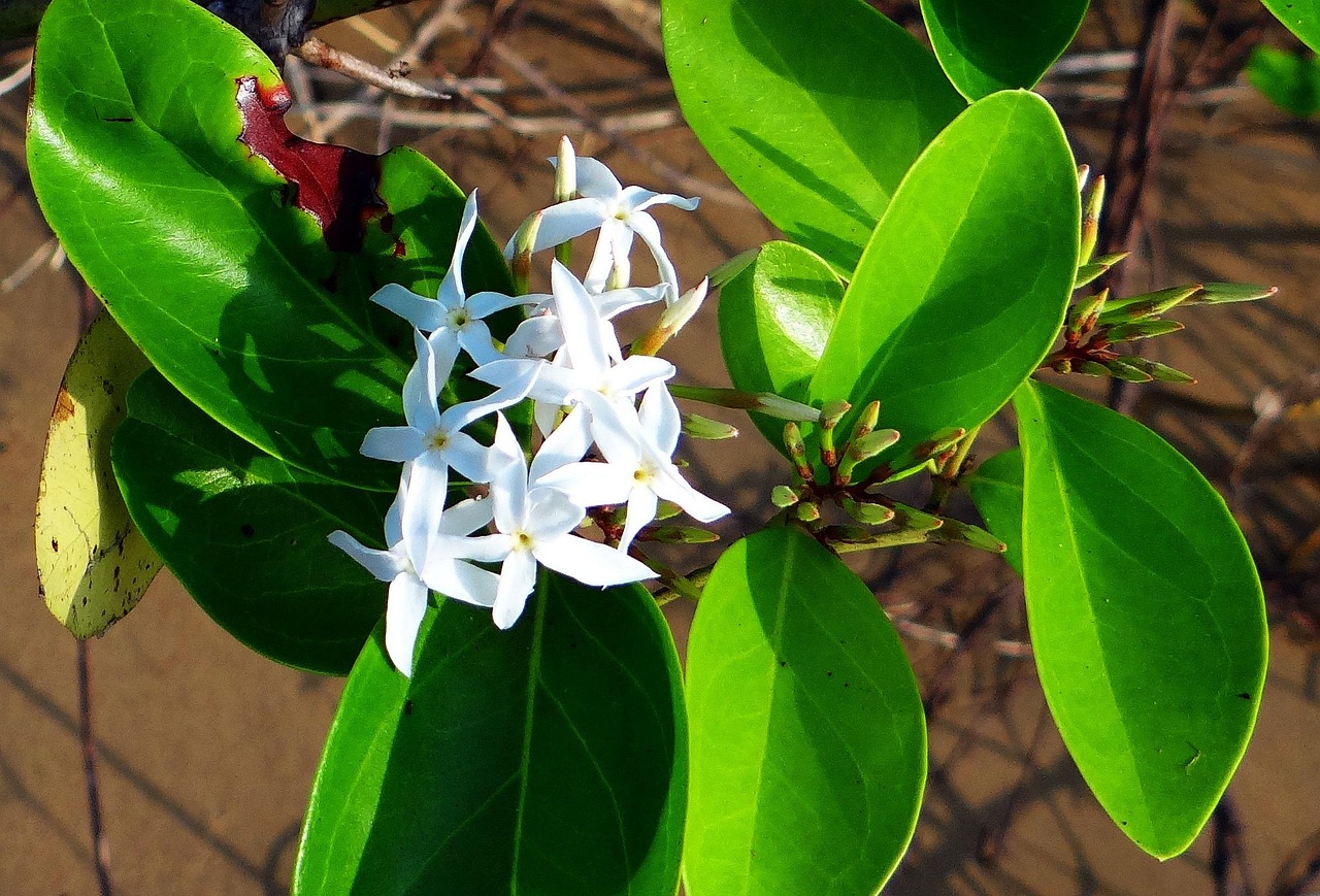 Flores Carissa Carandas Karonda - Foto gratis en Pixabay - Pixabay