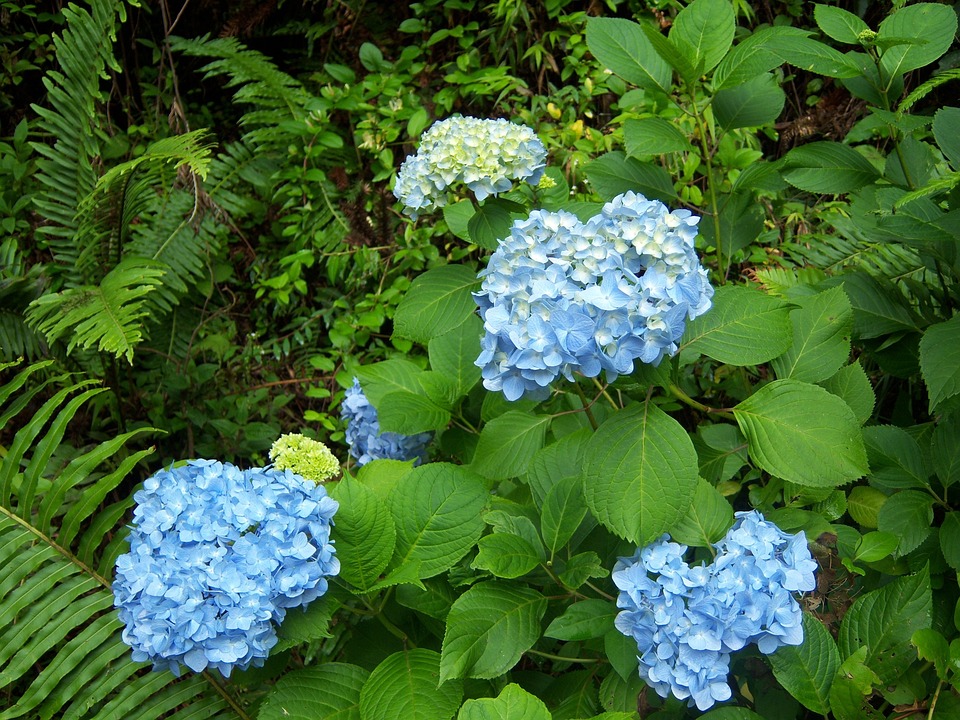 Hydrangea Bunga Biru Lapangan - Foto gratis di Pixabay - Pixabay