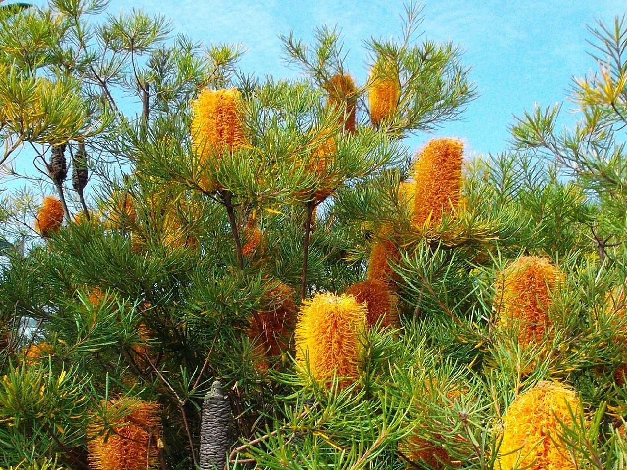 100+ Free Banksia & Nature Photos - Pixabay