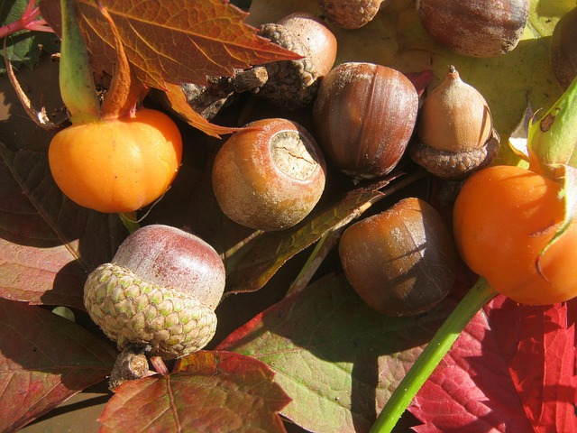 Nozes Fruta Castanho - Foto gratuita no Pixabay - Pixabay