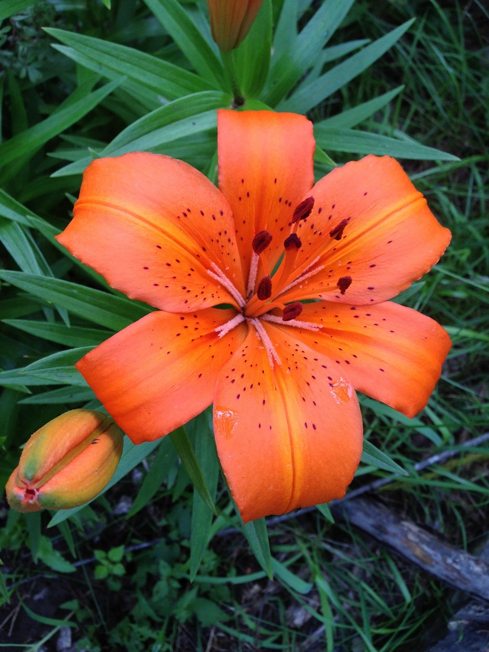 Tiger Lily Flower Daylily - Free photo on Pixabay
