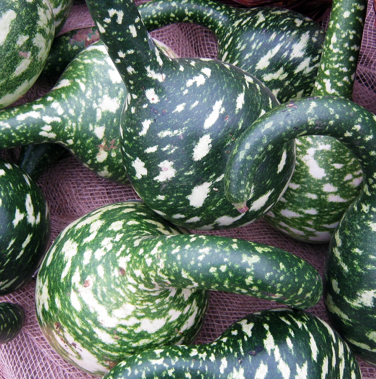 Pumpkin Gourd Harvest - Free photo on Pixabay - Pixabay