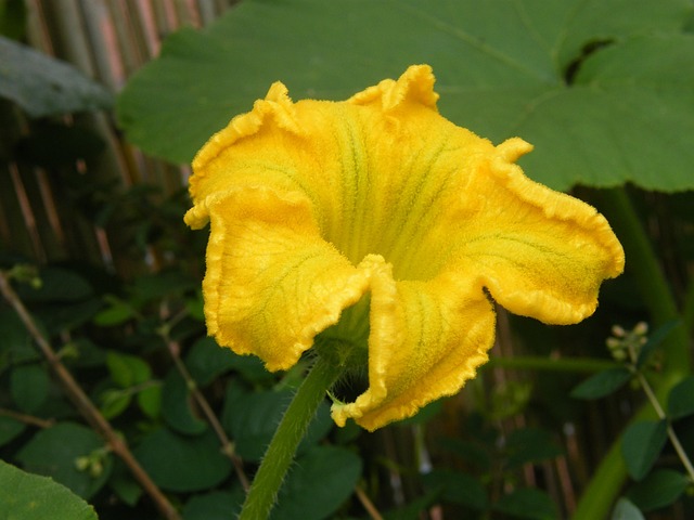 Fleur De Citrouille Récolter - Photo gratuite sur Pixabay - Pixabay