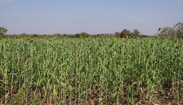 20+ Free Jowar & Sorghum Images - Pixabay