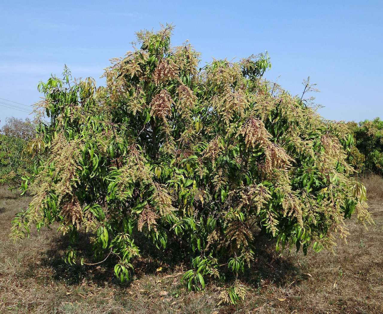 Manguier Mangifera Indica Verger - Photo gratuite sur Pixabay - Pixabay