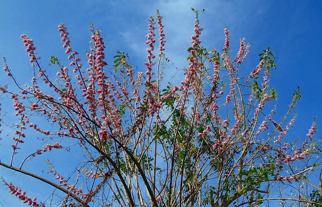 Gliricidia Sepium Mexican Lilac - Free photo on Pixabay - Pixabay