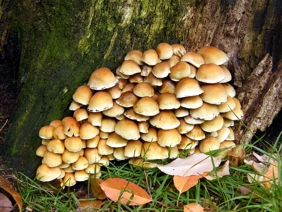 Kepala Belerang Jamur Hutan - Foto gratis di Pixabay - Pixabay