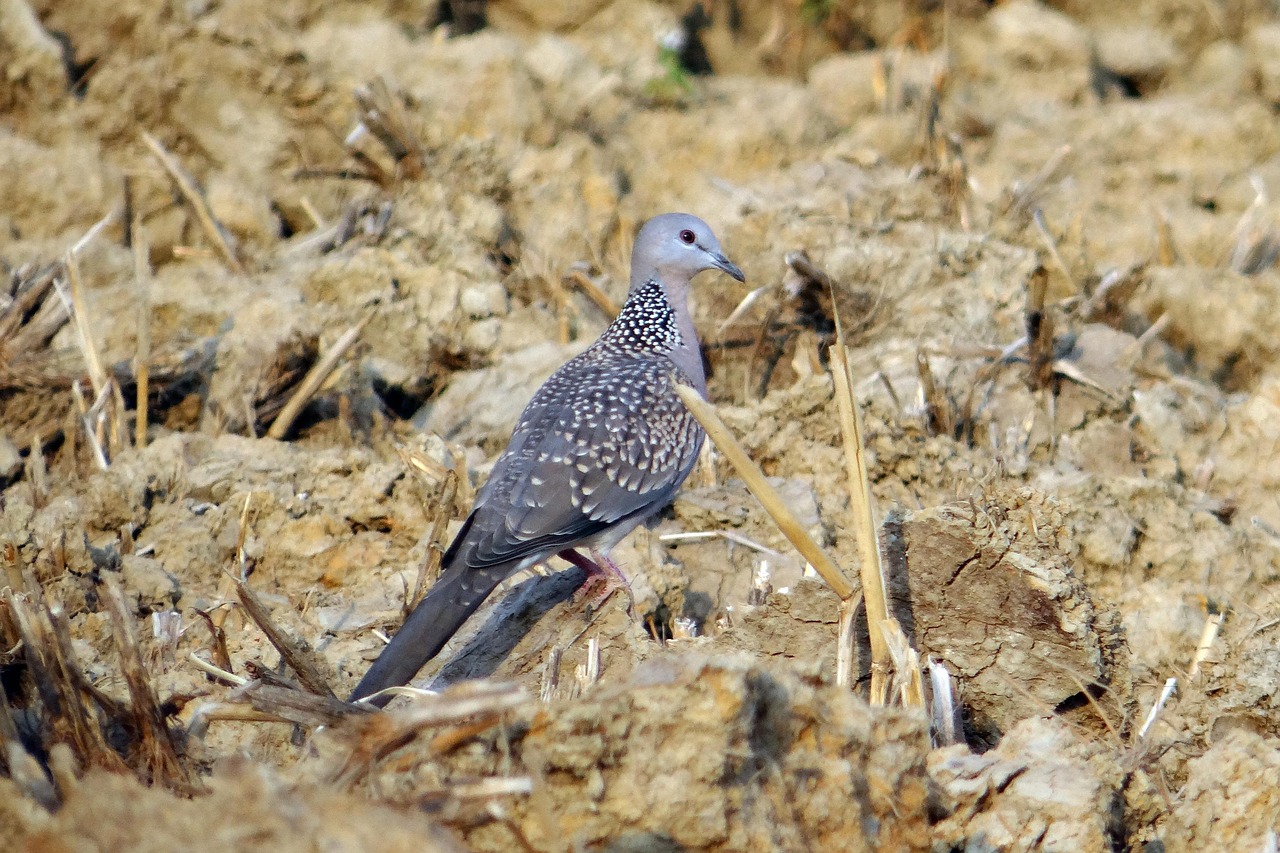 Porumbel Pătat Streptopelia - Fotografie gratuită pe Pixabay - Pixabay