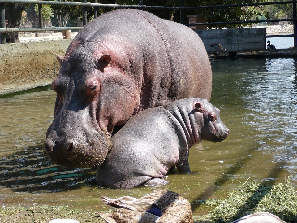 Hippos Fauna Family Mother And - Free photo on Pixabay