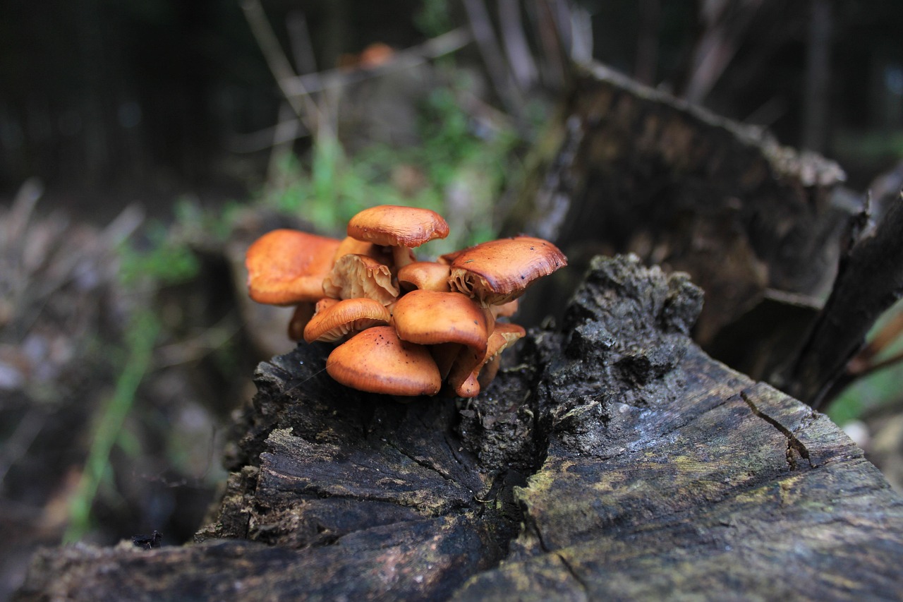 Cogumelo Natureza Cogumelos - Foto gratuita no Pixabay - Pixabay