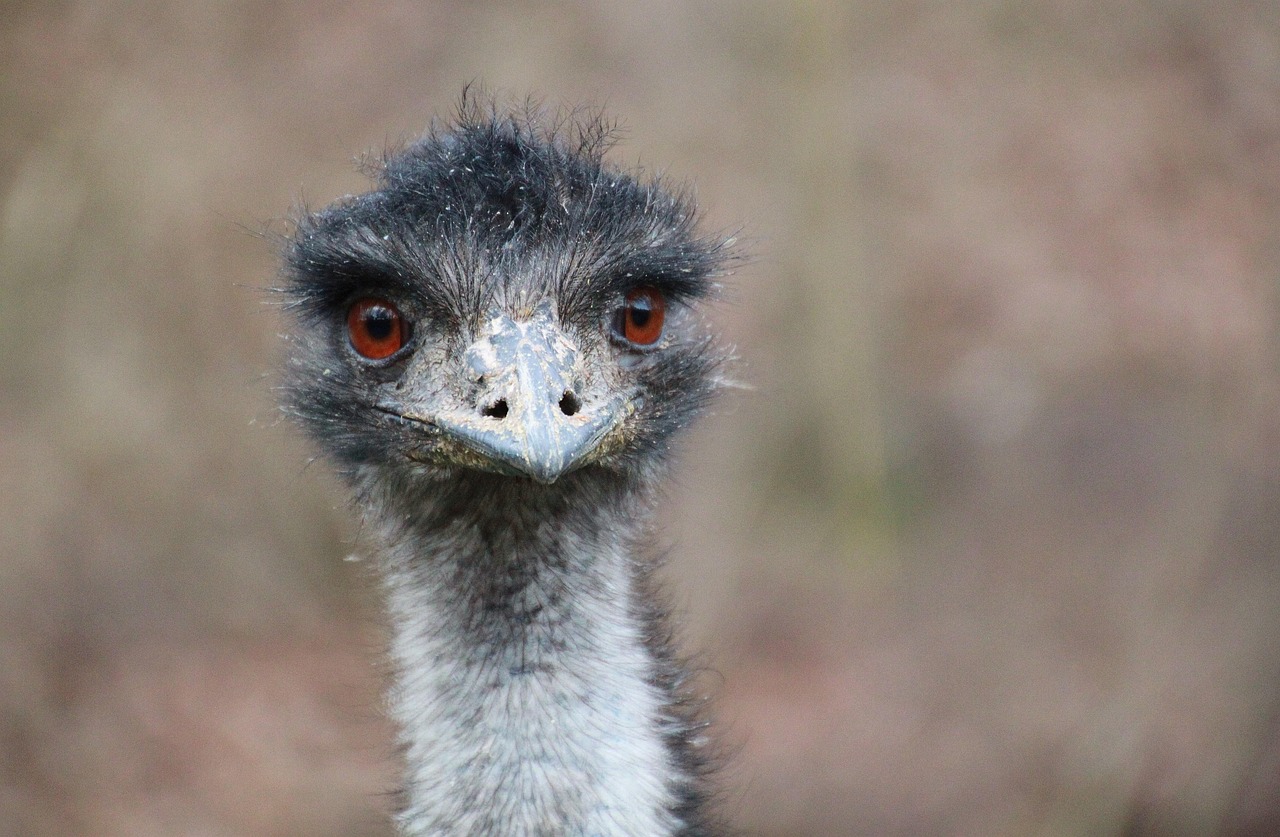 300+ Free Emu & Bird Images - Pixabay