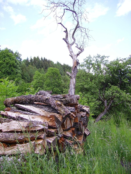 Holzstapel Baum - Kostenloses Foto auf Pixabay - Pixabay
