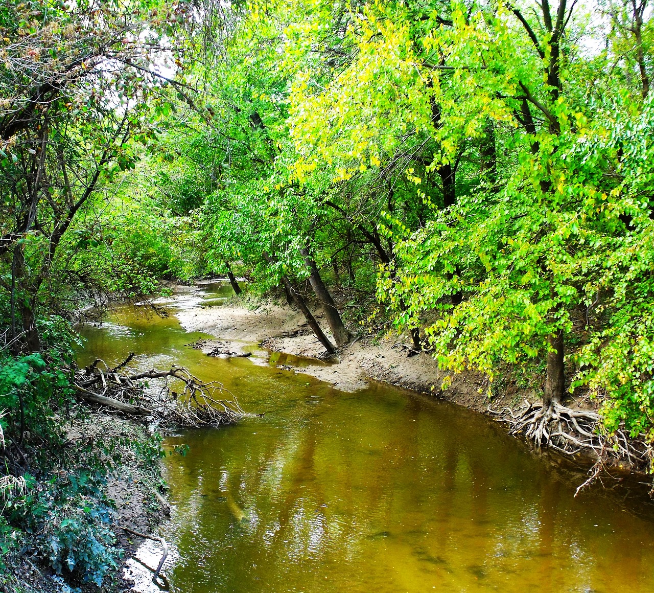 Río De árboles Verdes