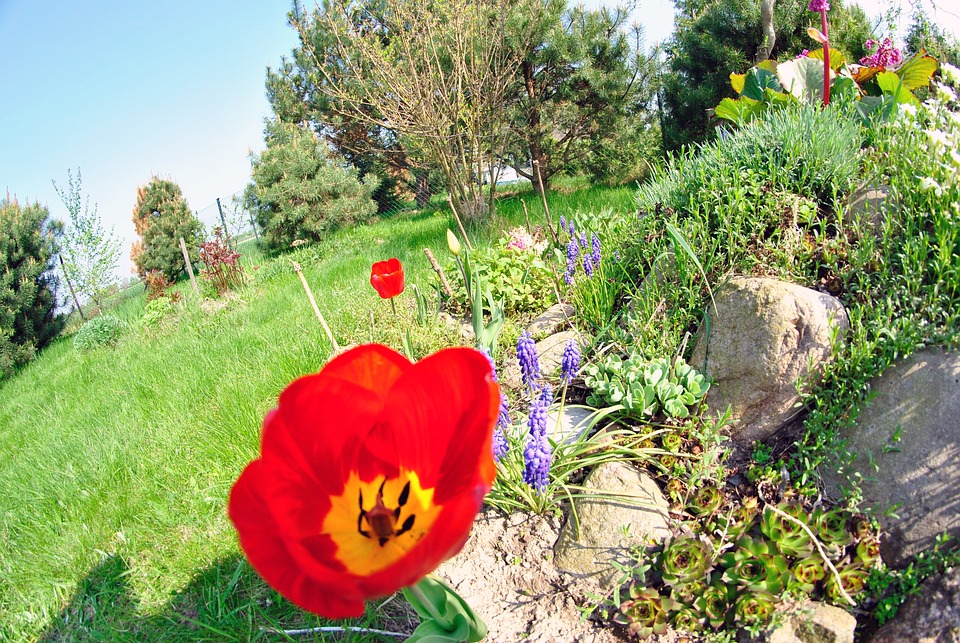 Garden Poppy Flowers - Free photo on Pixabay - Pixabay