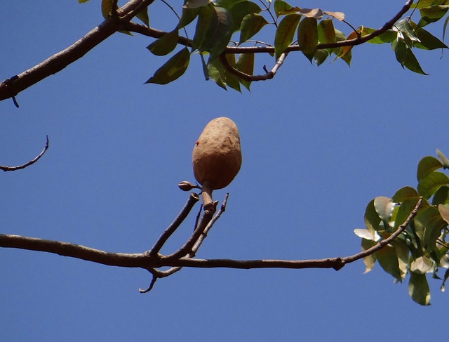 Más de 200 000 imágenes gratis de Arbol De Caoba y Naturaleza - Pixabay