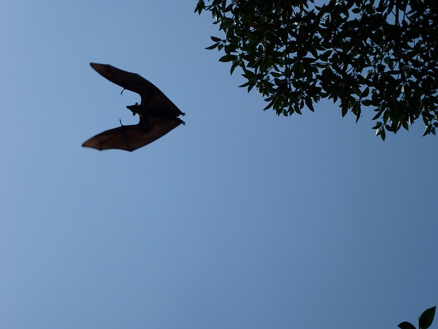 Flying Dog Sri Lanka - Free photo on Pixabay - Pixabay