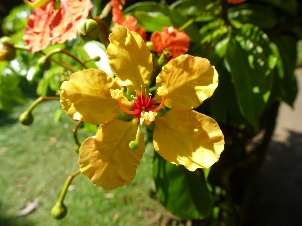 Sri Lanka Plant - Free photo on Pixabay