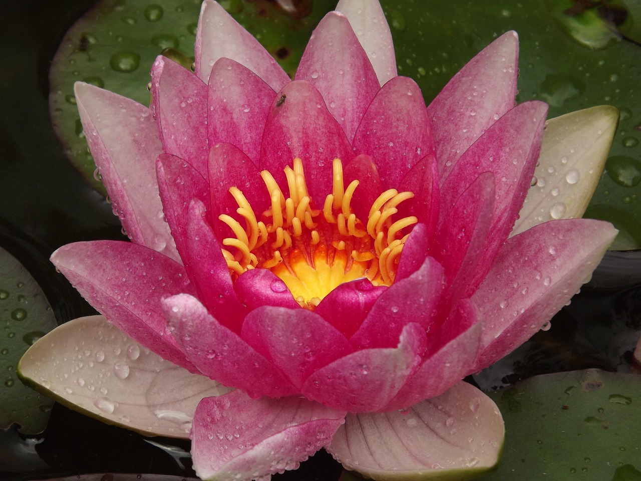 Lirio De Agua Estanque Planta - Foto gratis en Pixabay - Pixabay