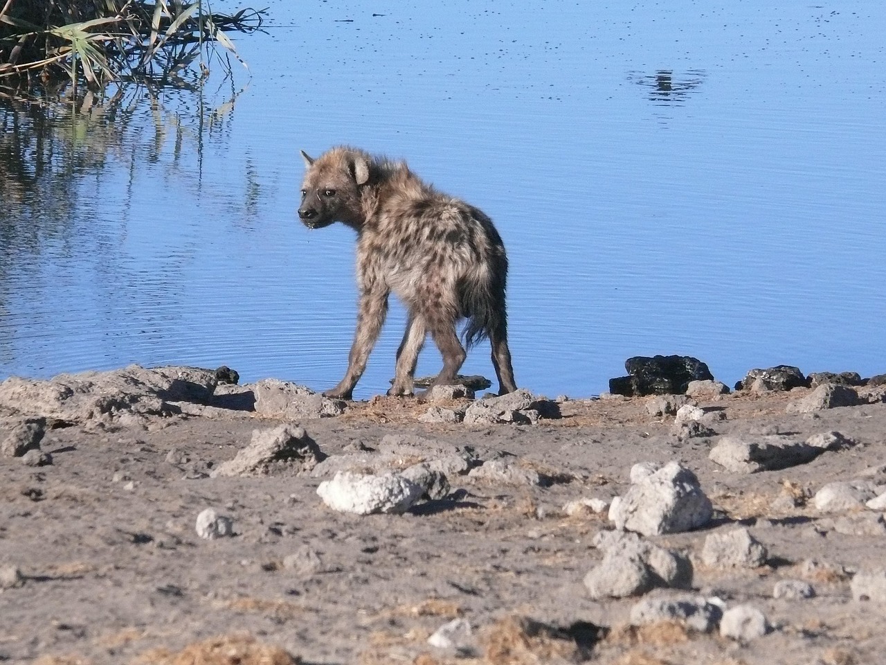 Hyena Animals African - Free photo on Pixabay - Pixabay