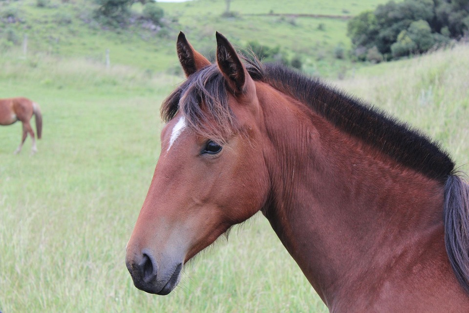 Horse Wild Encyclopedia - Free photo on Pixabay - Pixabay