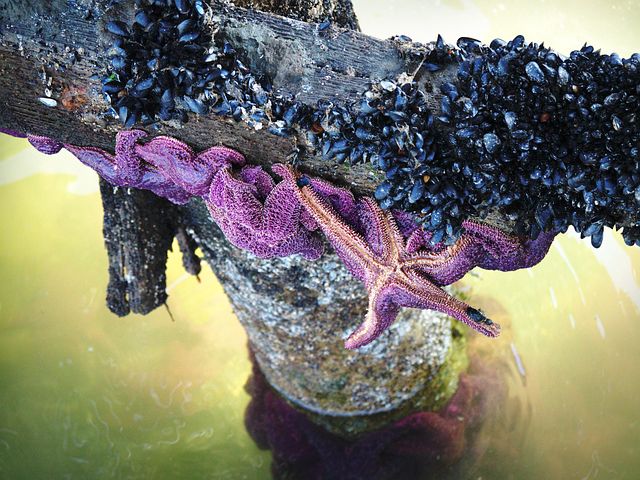 70+ Free Star Fish & Fish Photos - Pixabay