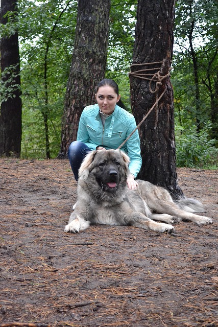 Dog Owner Training - Free photo on Pixabay - Pixabay