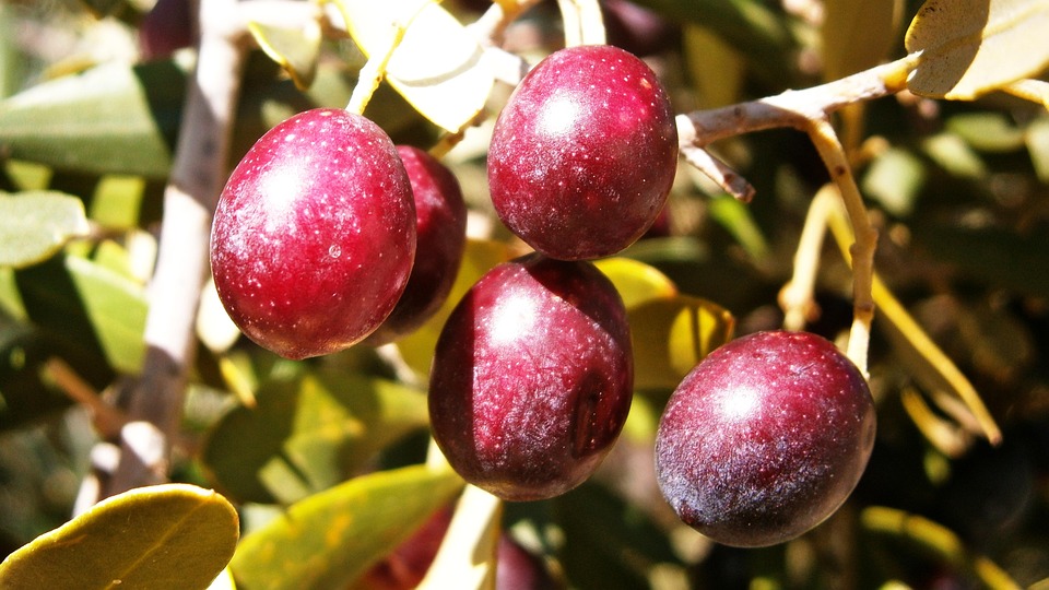 Oliven Obst Baum - Kostenloses Foto auf Pixabay - Pixabay
