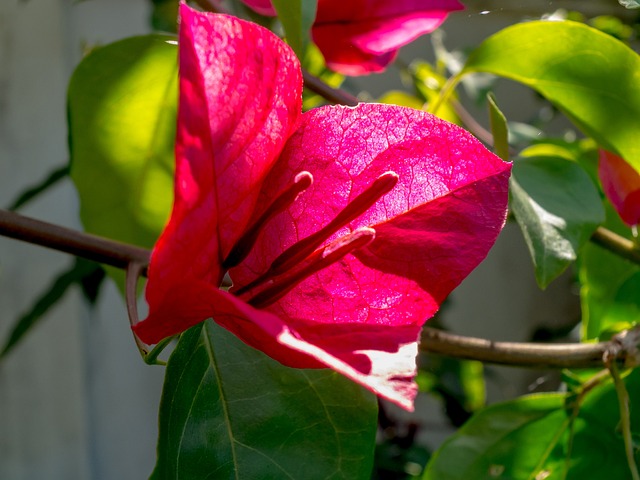 Flor Arbusto Floreciente - Foto gratis en Pixabay - Pixabay