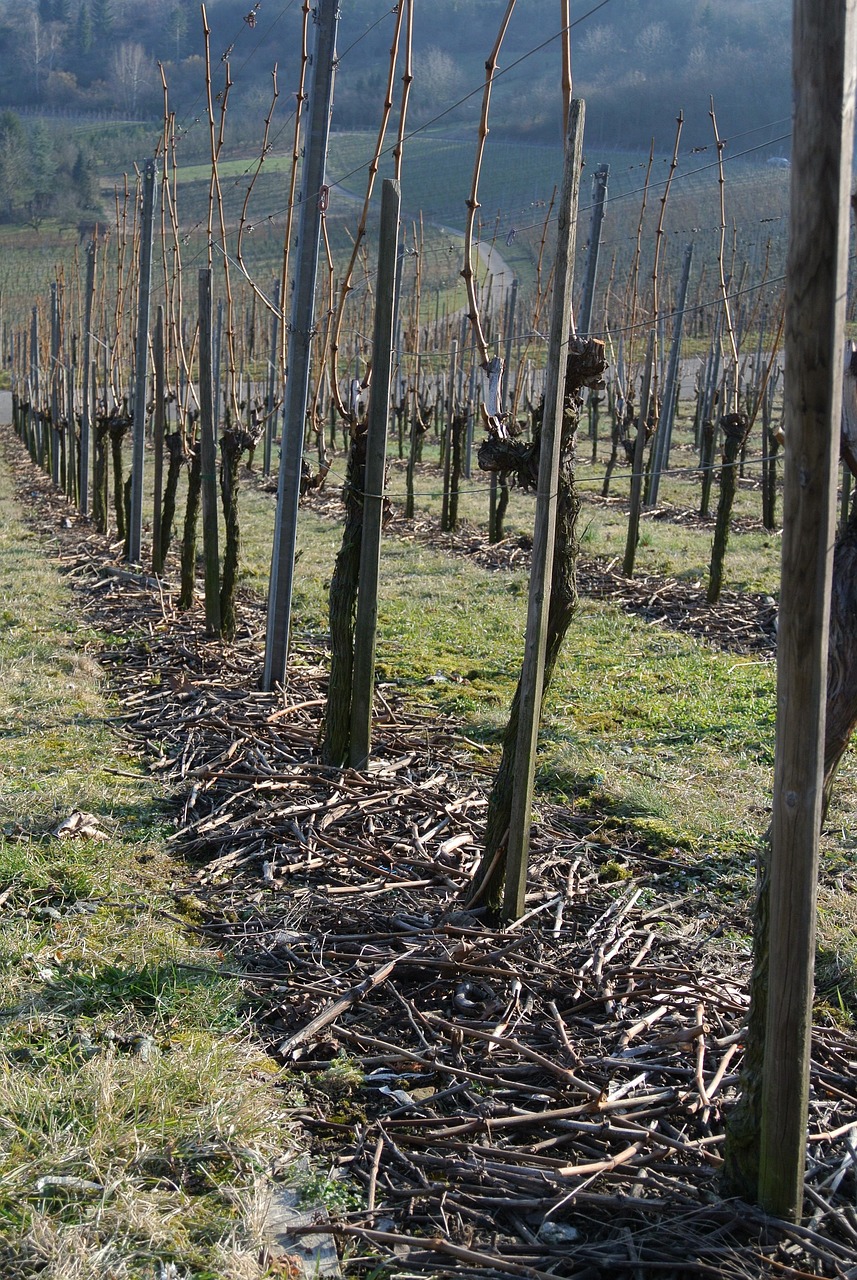 Vignobles Vignes Vin Les - Photo gratuite sur Pixabay - Pixabay