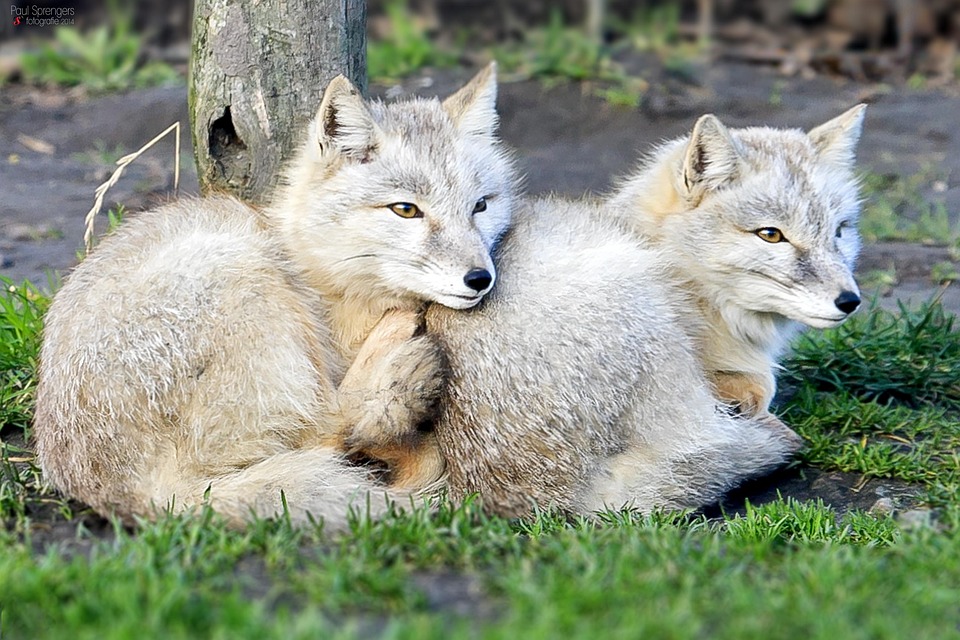 Steppe Fox - Free photo on Pixabay - Pixabay