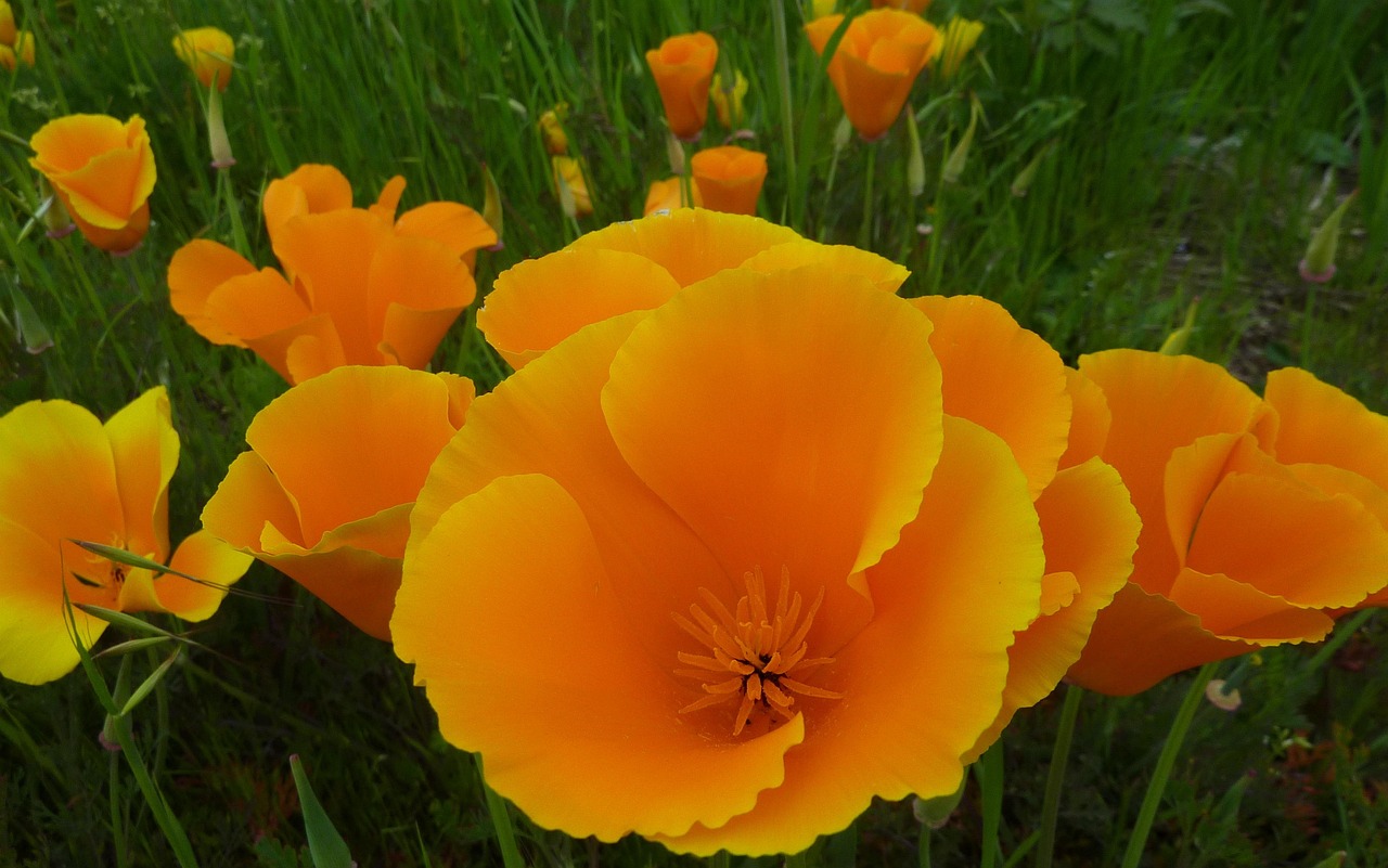 Poppy Flower Poppies - Free photo on Pixabay - Pixabay