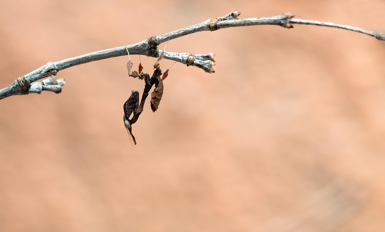 800+ Free Mantis & Praying Mantis Photos - Pixabay