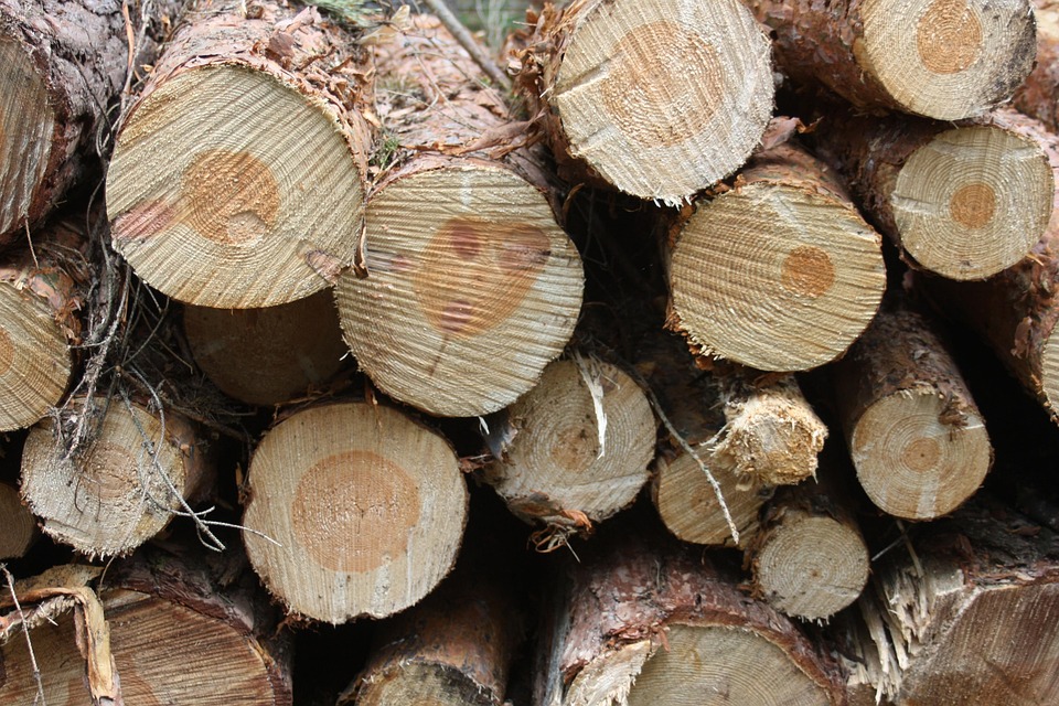 Tree Trunks Wood