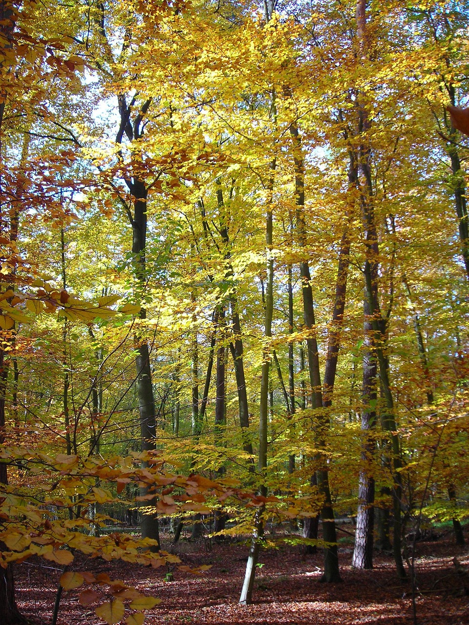 Mur En Bois Forêt D'Or - Photo gratuite sur Pixabay - Pixabay