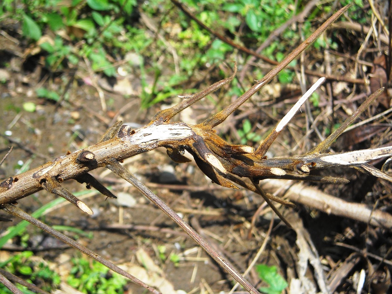Wood Branch Twig - Free photo on Pixabay - Pixabay