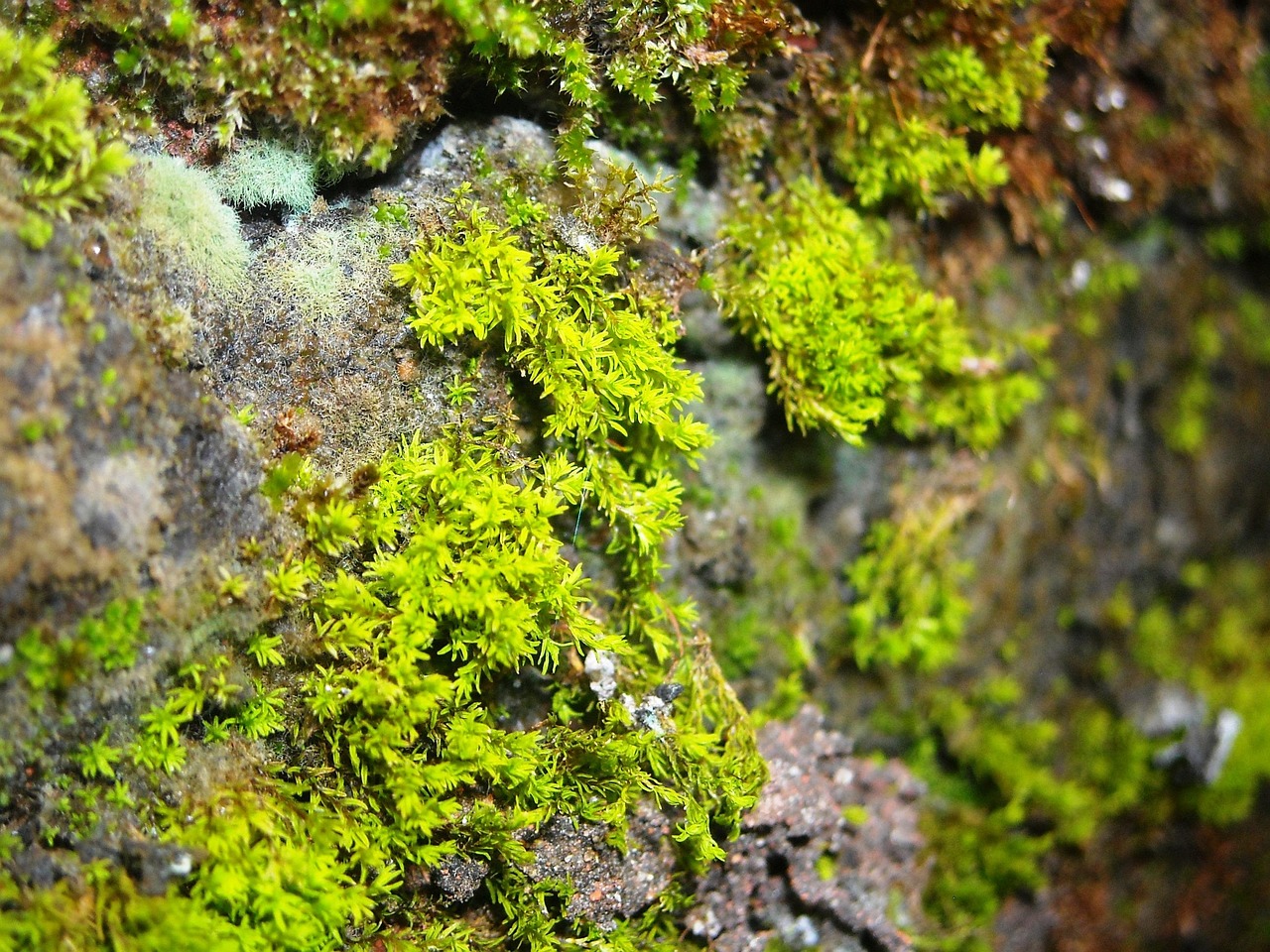 Mousse Vert - Photo gratuite sur Pixabay - Pixabay