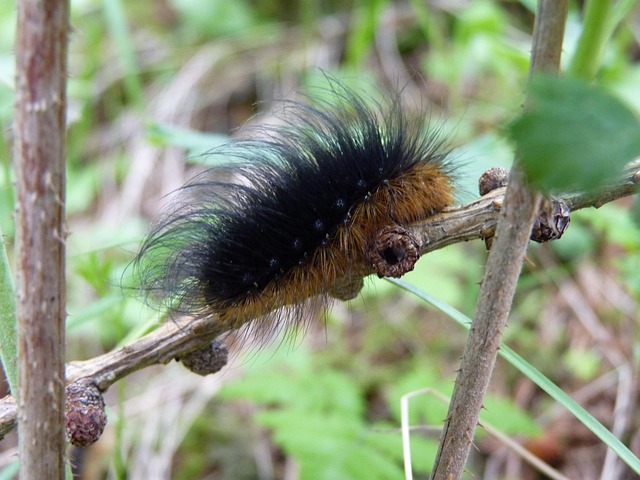 Oruga Animal Insecto - Foto gratis en Pixabay - Pixabay