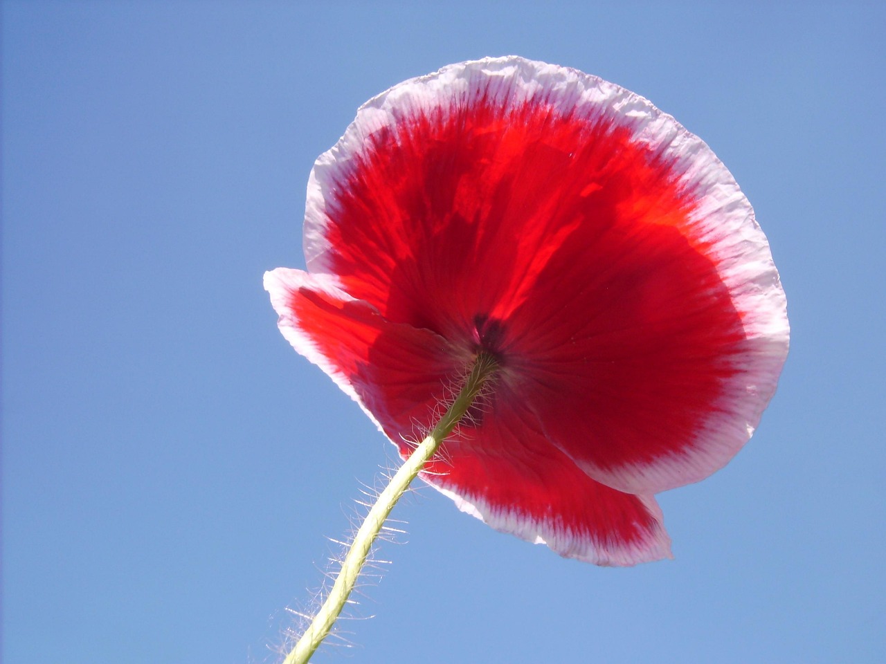 Coquelicot Fleur - Photo gratuite sur Pixabay - Pixabay