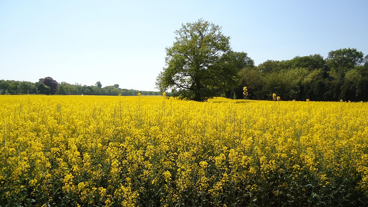 Field Of Rapeseeds Yellow - Free photo on Pixabay