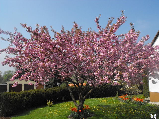 Zierkirsche Kirschbaum Baum - Kostenloses Foto auf Pixabay - Pixabay