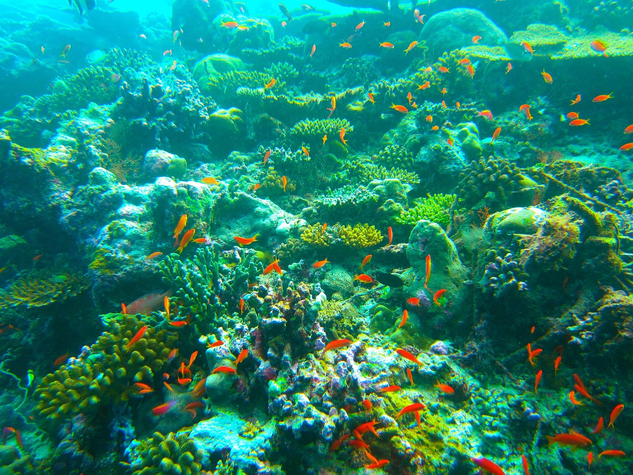 Diving Maldives Sea - Free photo on Pixabay - Pixabay