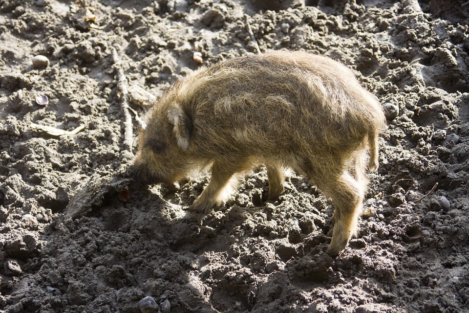 Wildsau Frischling Wildschwein - Kostenloses Foto auf Pixabay - Pixabay