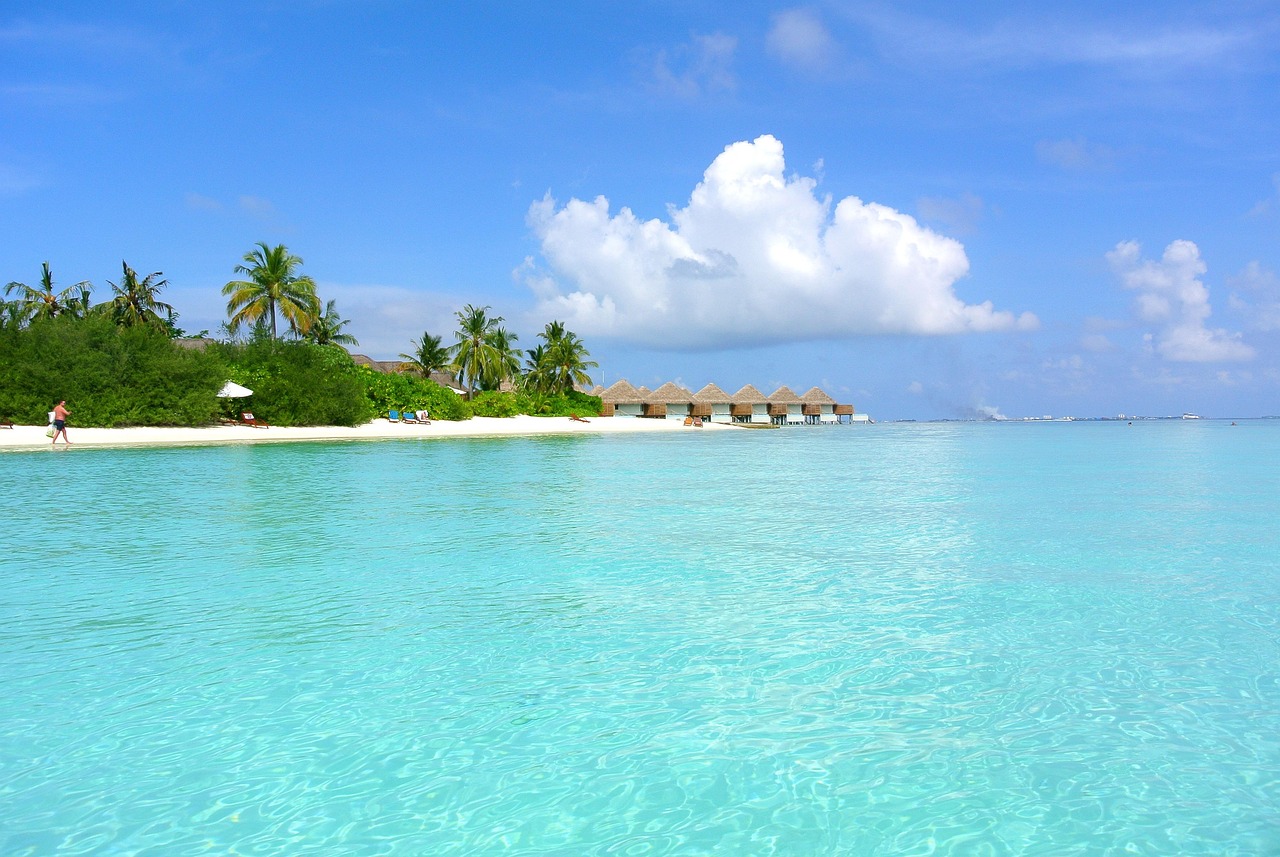 Maldives Coconut Tree Sea - Free photo on Pixabay - Pixabay