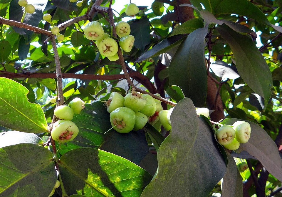 Syzygium Jambos Árbol Pomarrosa - Foto gratis en Pixabay