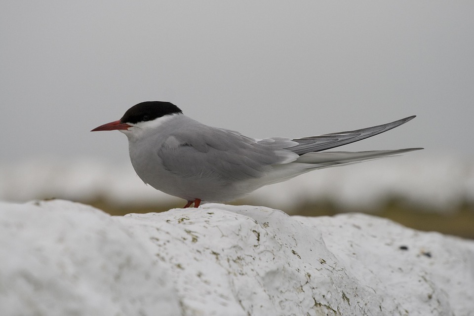Tern River Bird Shore - Free photo on Pixabay - Pixabay