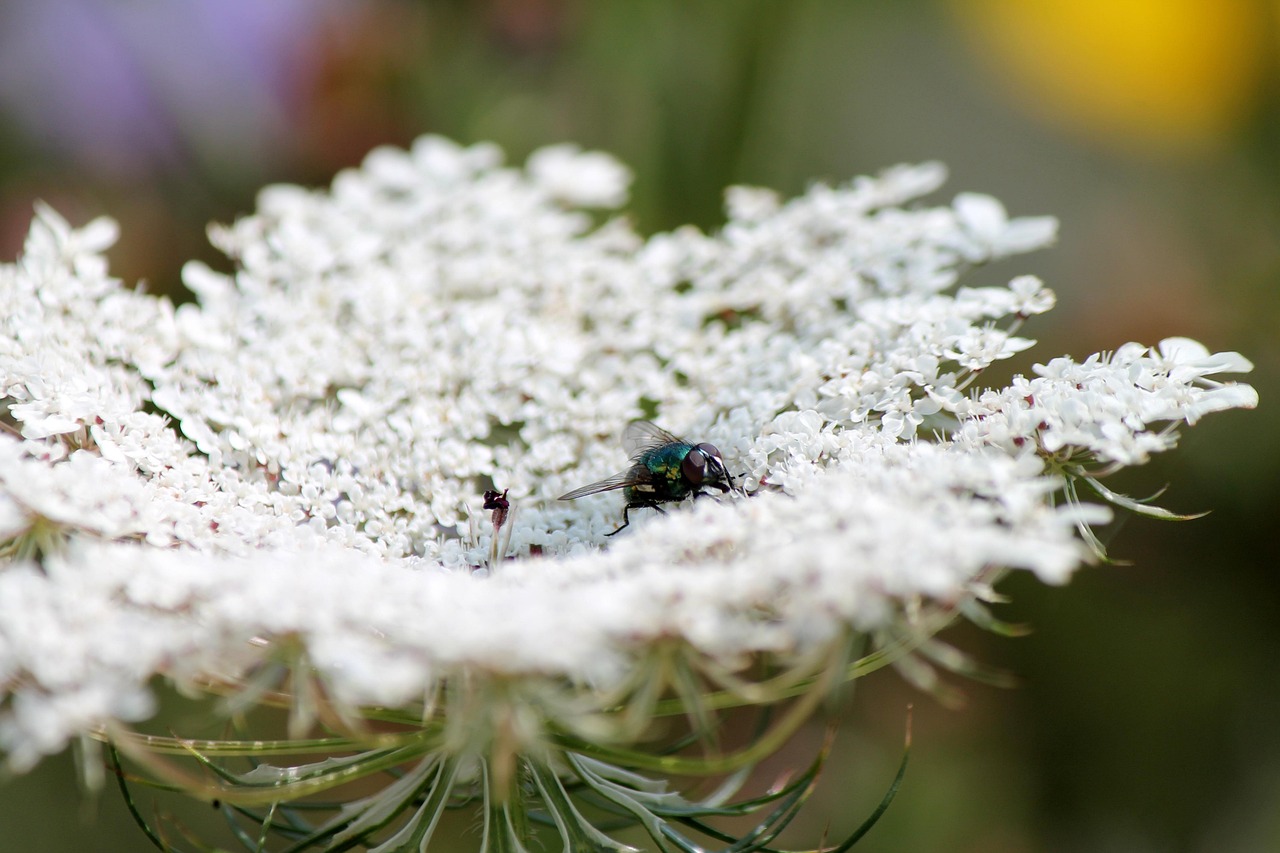 Voler Insecte Fleur La - Photo gratuite sur Pixabay - Pixabay