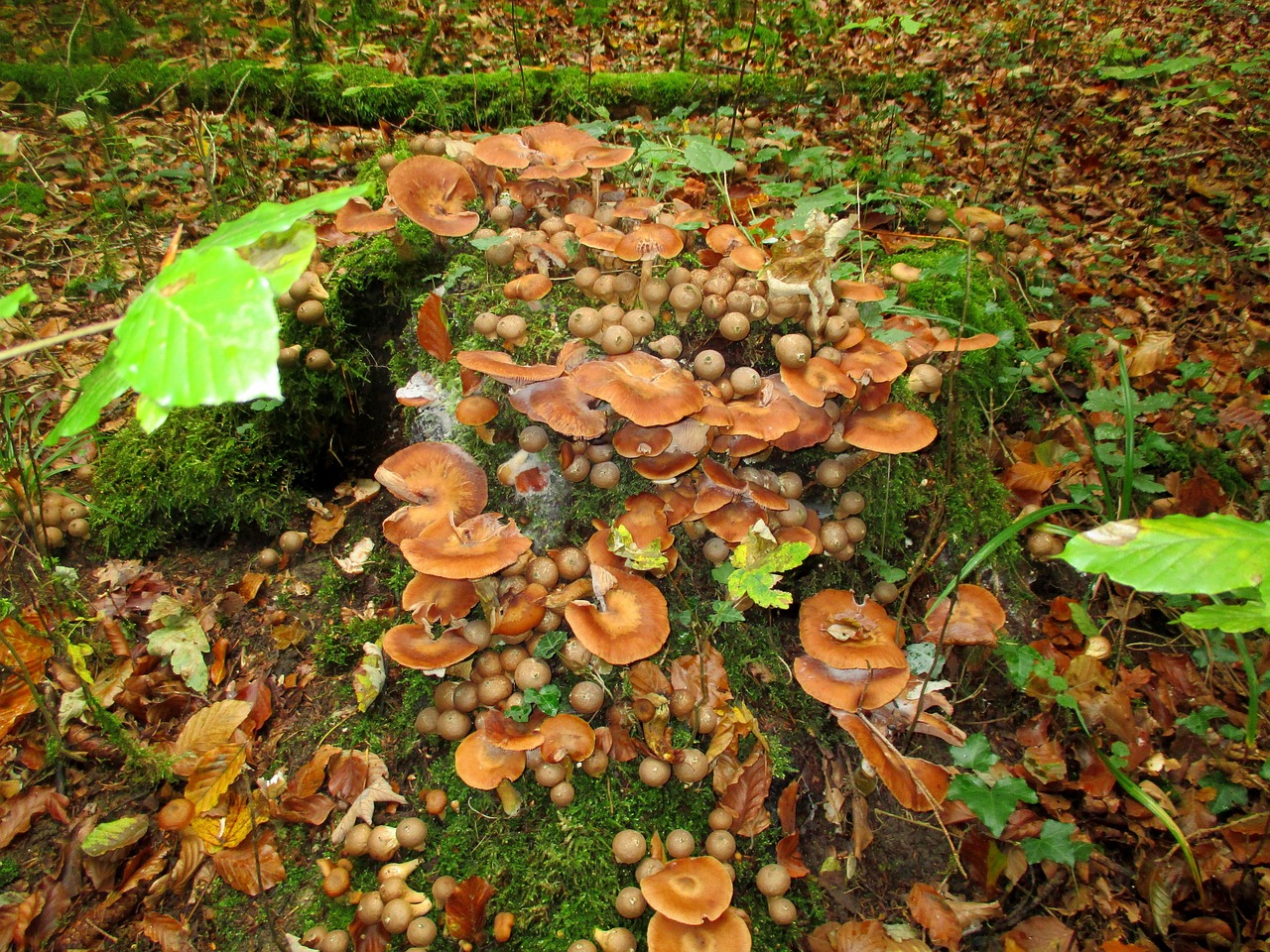 Wald Baumstrunk Moos - Kostenloses Foto auf Pixabay - Pixabay